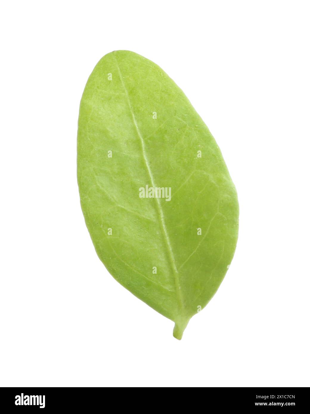 Leaf of cranberry bush isolated on white Stock Photo - Alamy