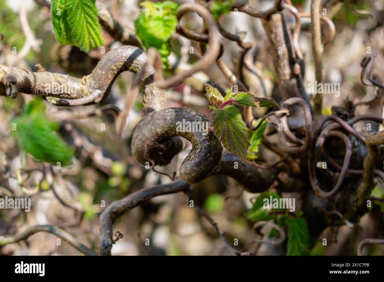 Twisted hazel tree in spring with wavy branches and growing foliage ...