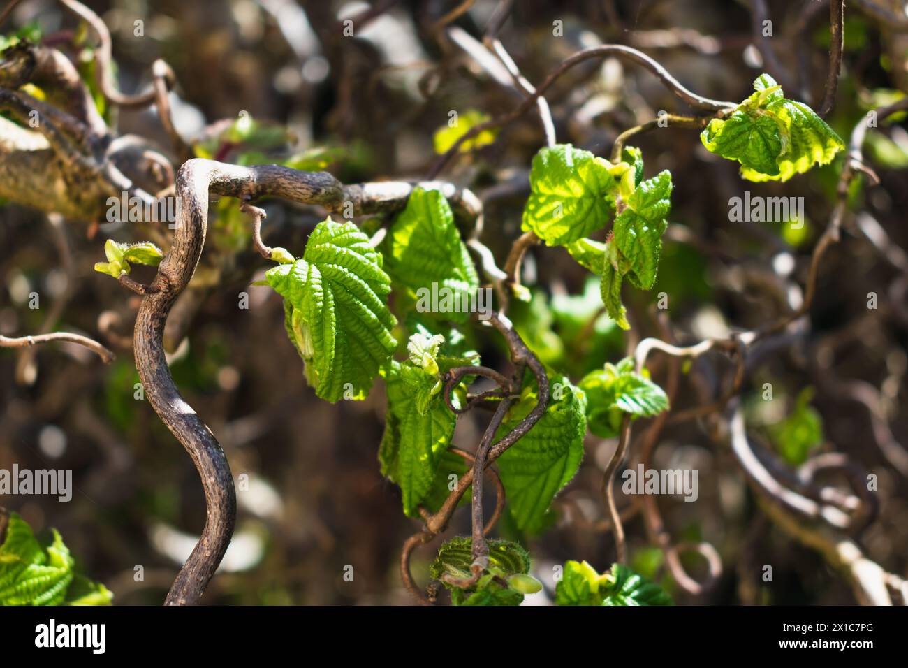 Twisted hazel tree in spring with wavy branches and growing foliage ...