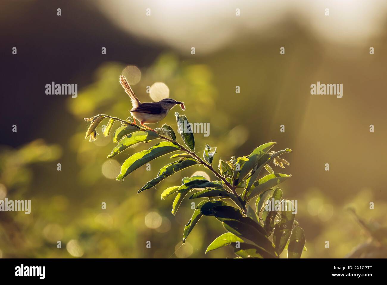 Black chested Prinia catching a bug in backlit in Kruger National park ...