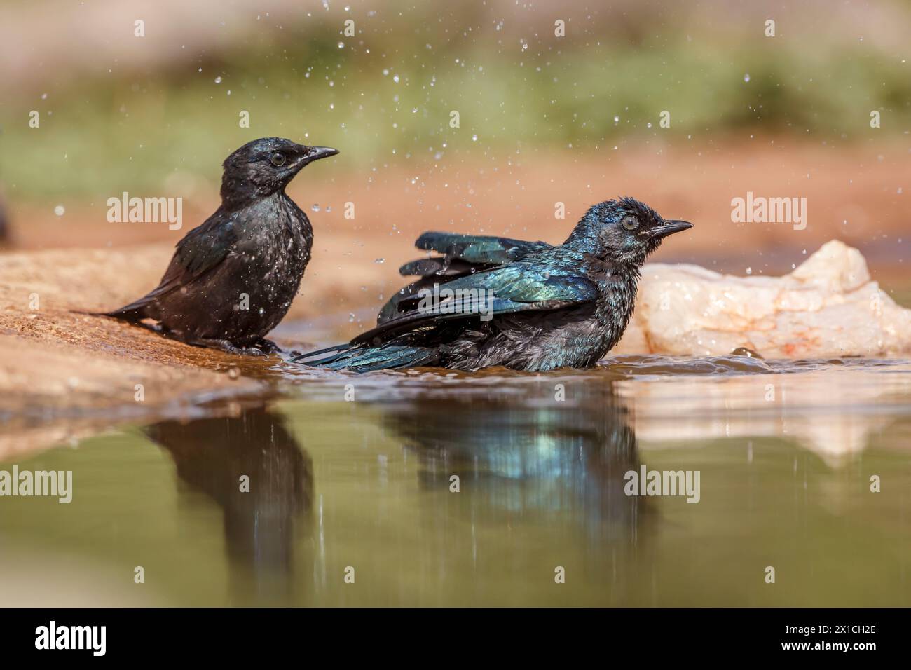 Two Cape Glossy Starling juvenile bathing in waterhole in Kruger National park, South Africa ...