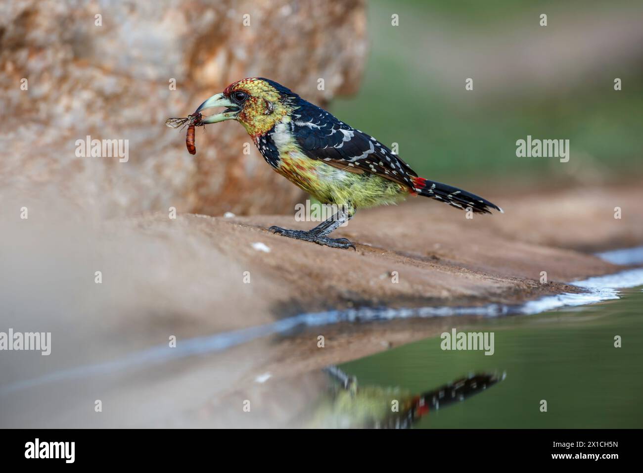 Crested Barbet catching a bug along waterhole in Kruger National park ...
