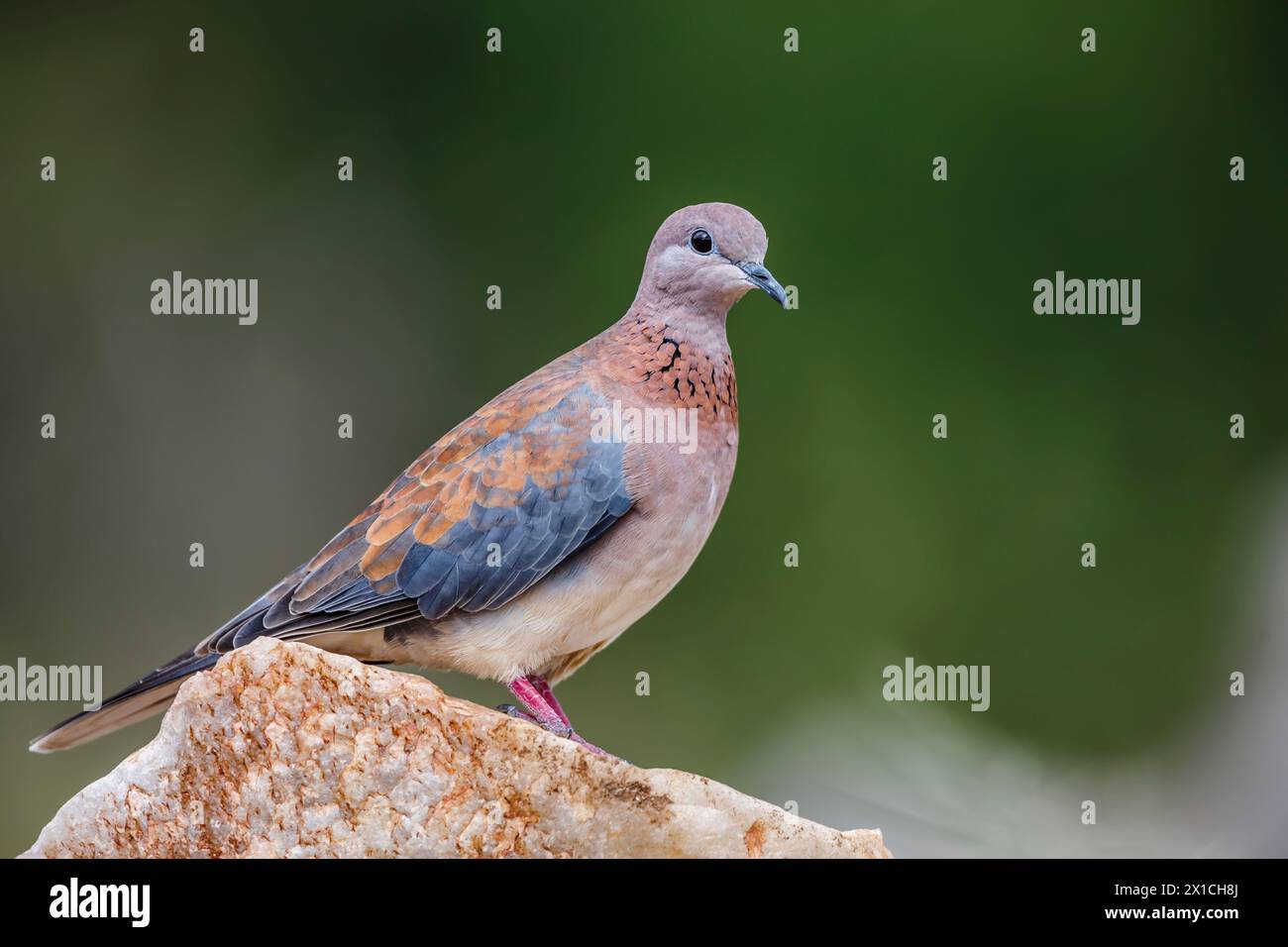 Laughing Dove standing on rock isolated in natural background in Kruger ...