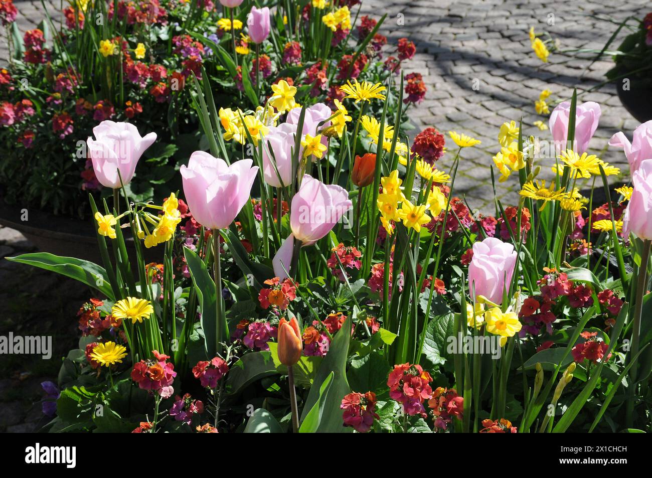 Copenhagen, Denmark /16 April 2024/(ONLY FOR EDITORIAL USE)Tulips ...