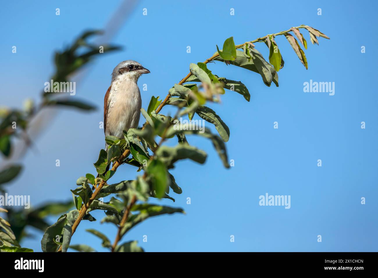 Red-backed Shrike female standing front view on shrub in Kruger National park, South Africa ...