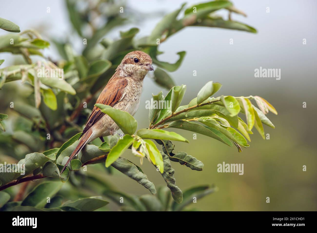 Red-backed Shrike female standing on a shrub in Kruger National park, South Africa ; Specie ...