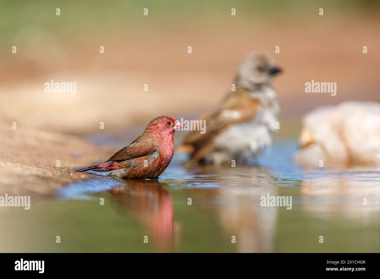 Red-billed Firefinch male bathing in waterhole in Kruger National park ...