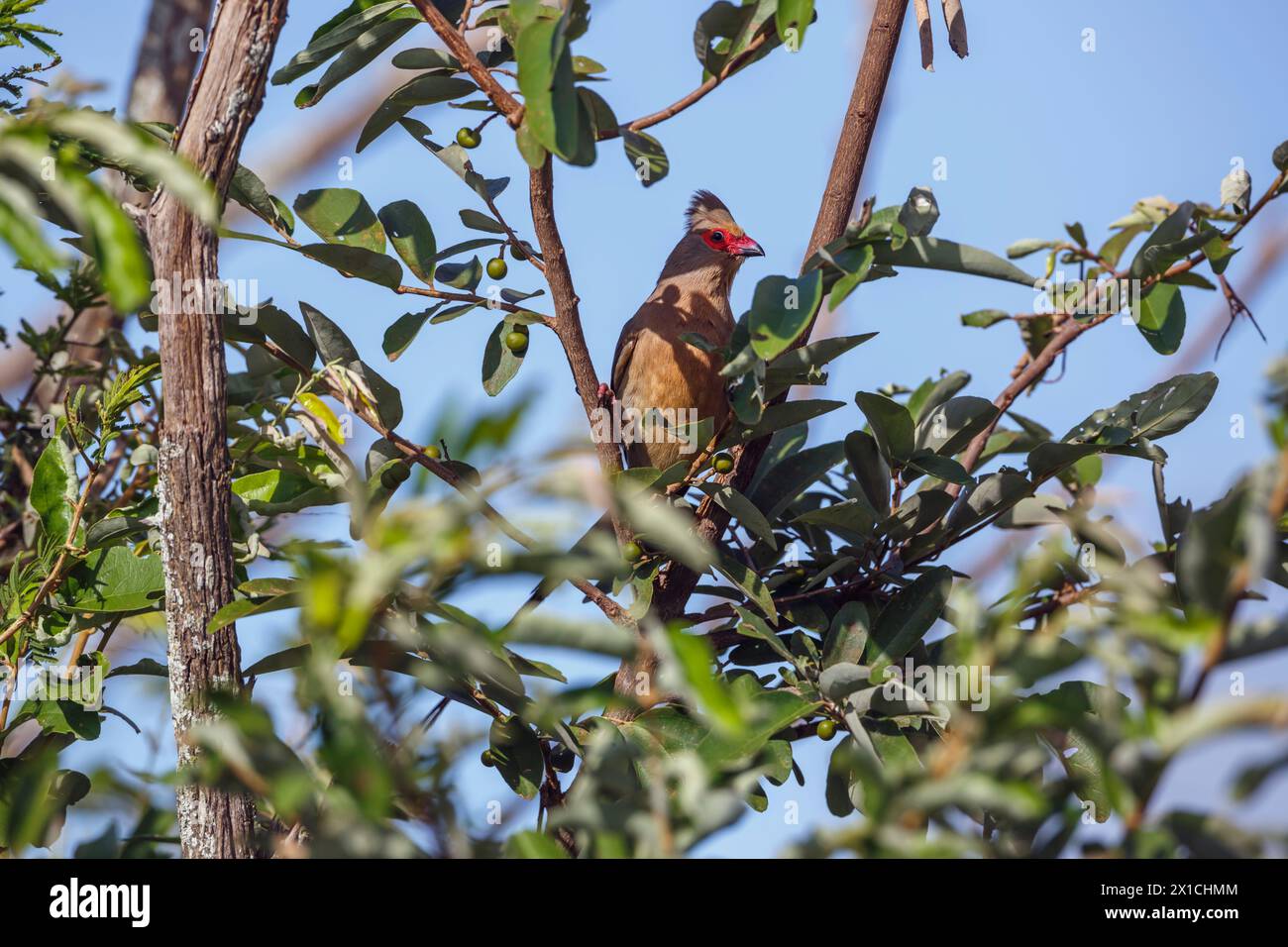 Red faced Mousebird hidding in shrub in Kruger National park, South ...