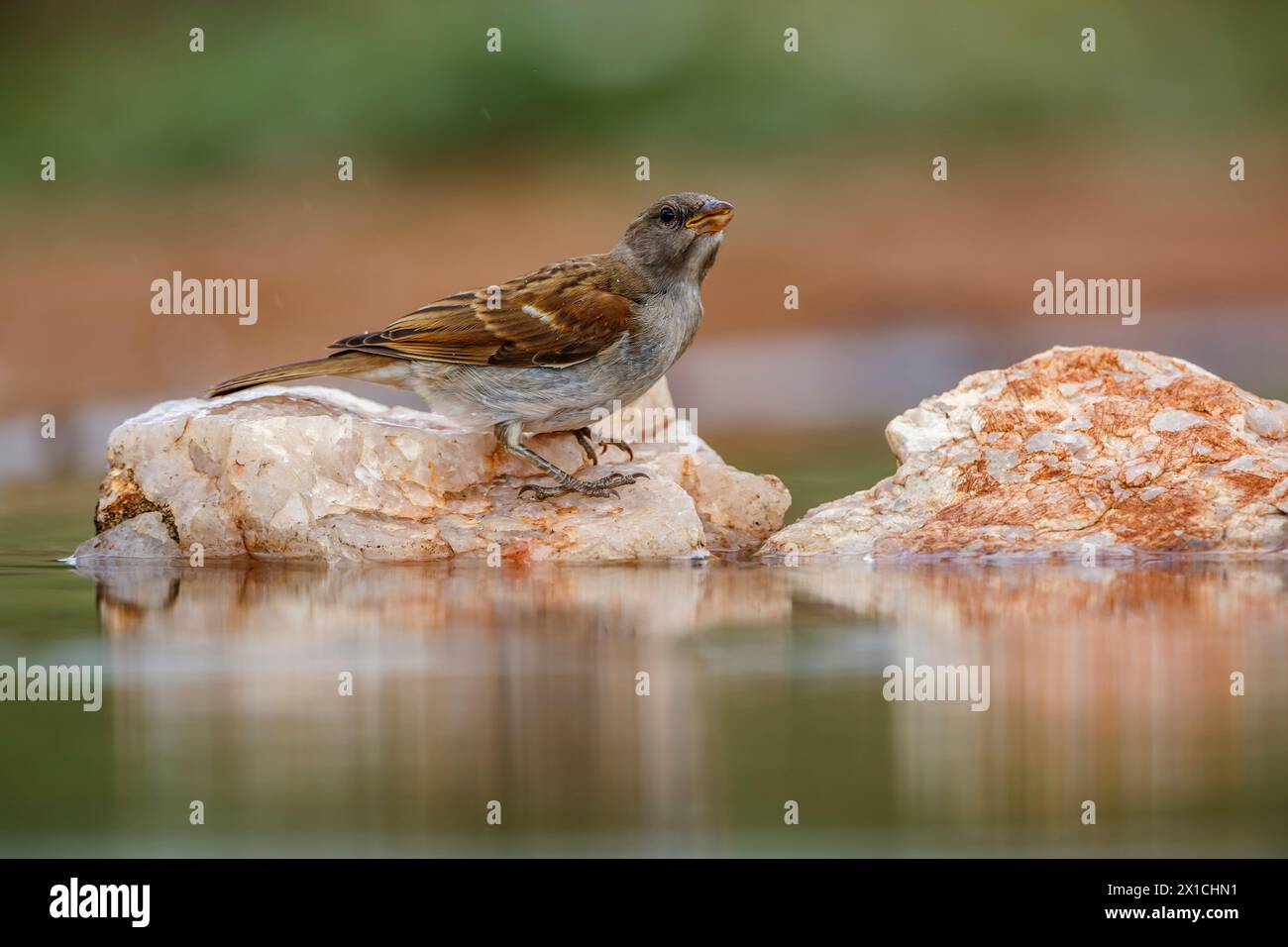 Southern Grey-headed Sparrow standing on a rock in middle of waterhole ...