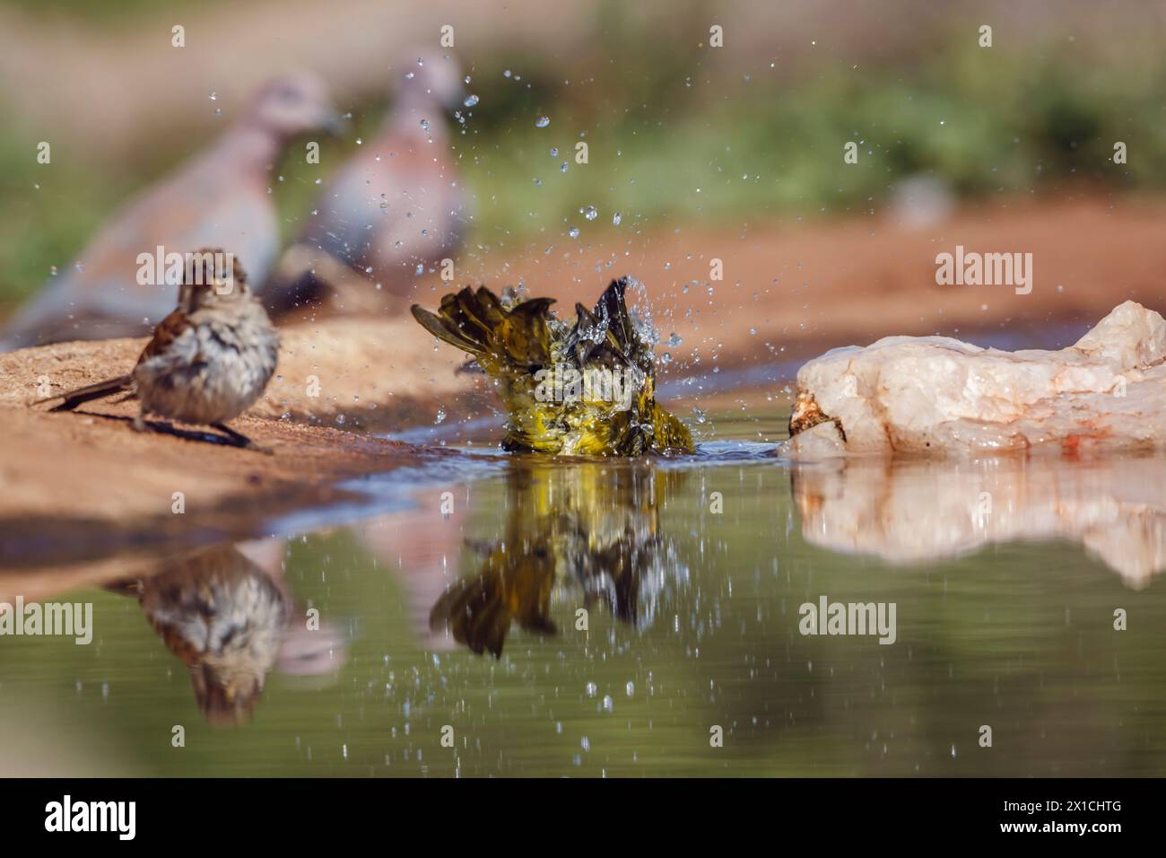 Spectacled Weaver bathing in waterhole with reflection in Kruger ...