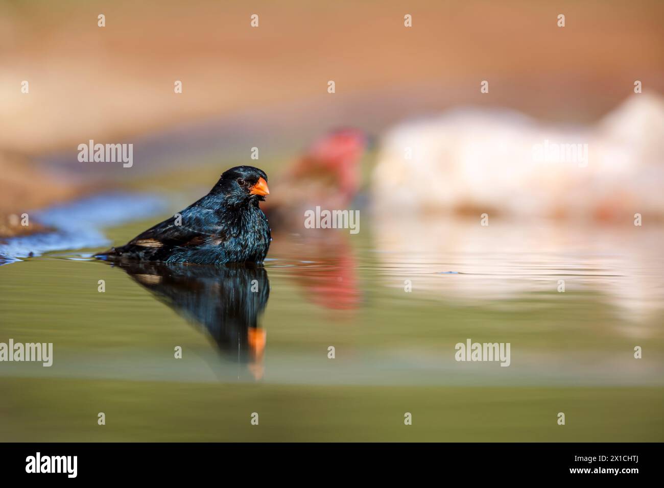 Village Indigobird male bathing in waterhole in Kruger National park ...