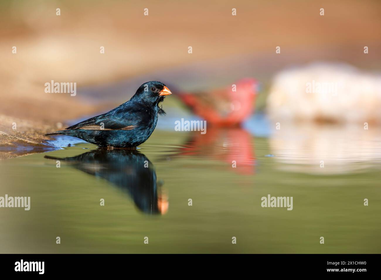 Village Indigobird male bathing in waterhole in Kruger National park ...