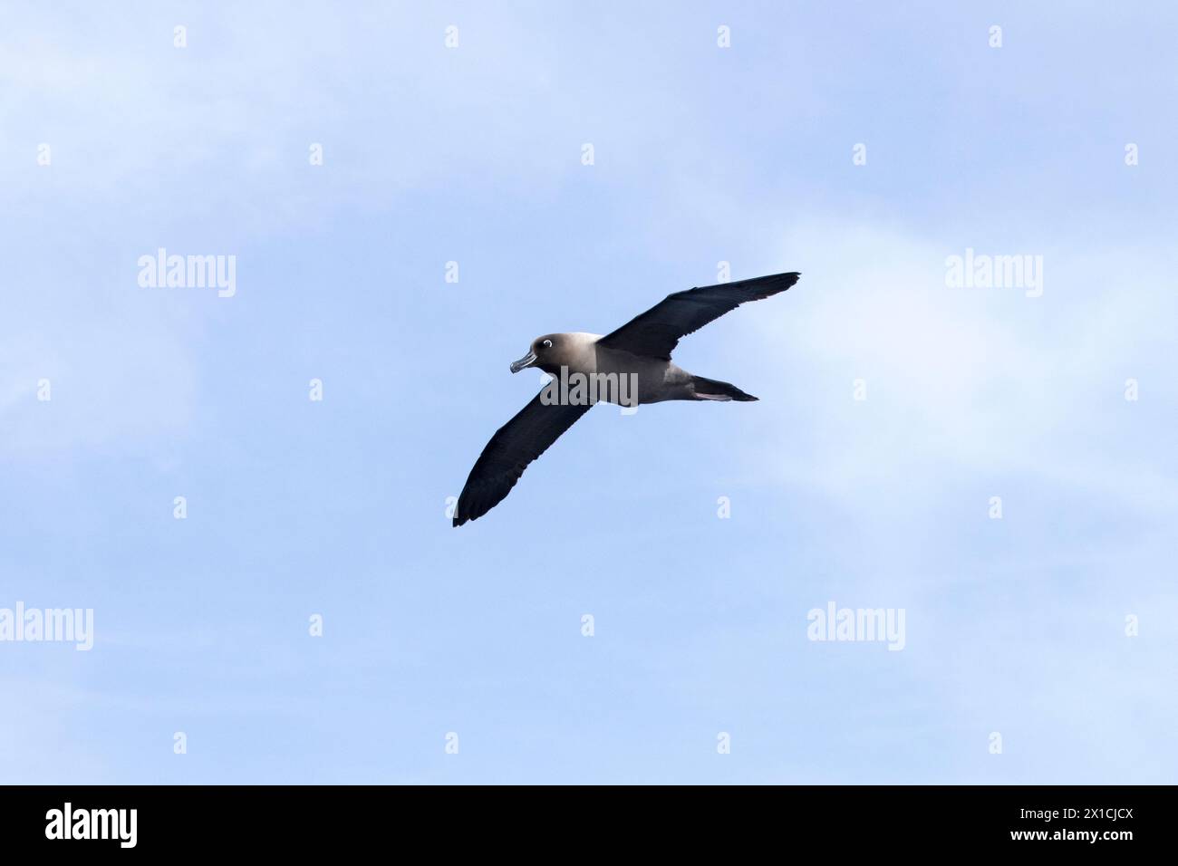 Sooty albatross (Phoebetria fusca) gliding gracefully in the Southern ...