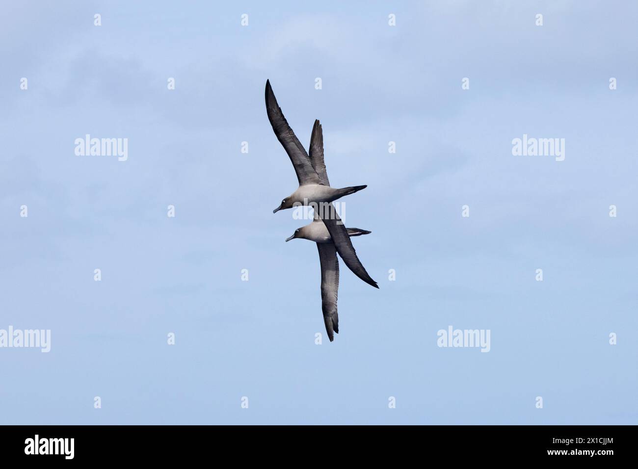 Sooty albatross (Phoebetria fusca) gliding gracefully in the Southern ...