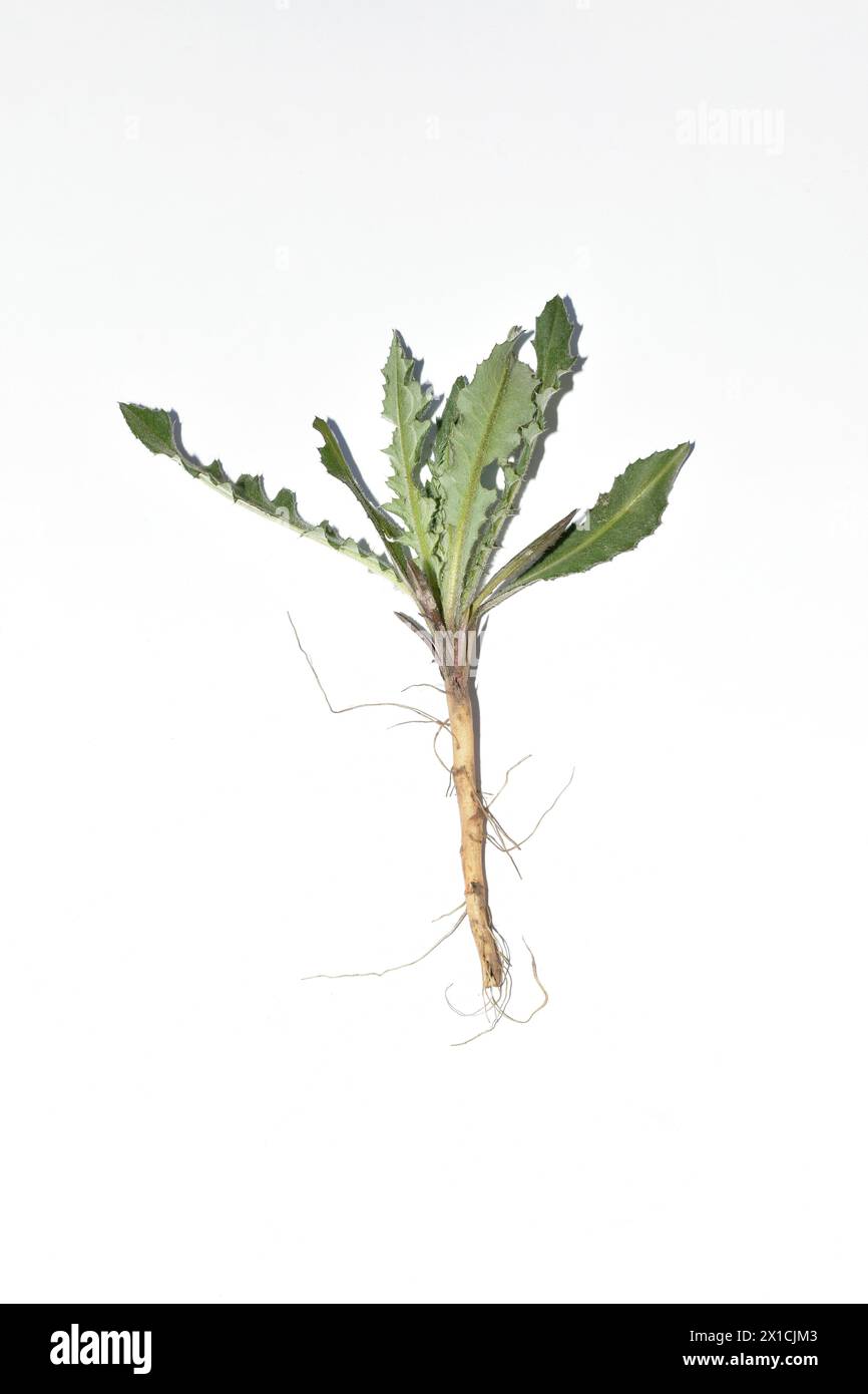 Spiny leaves of thistle plant its stem, leaves and root system on a ...