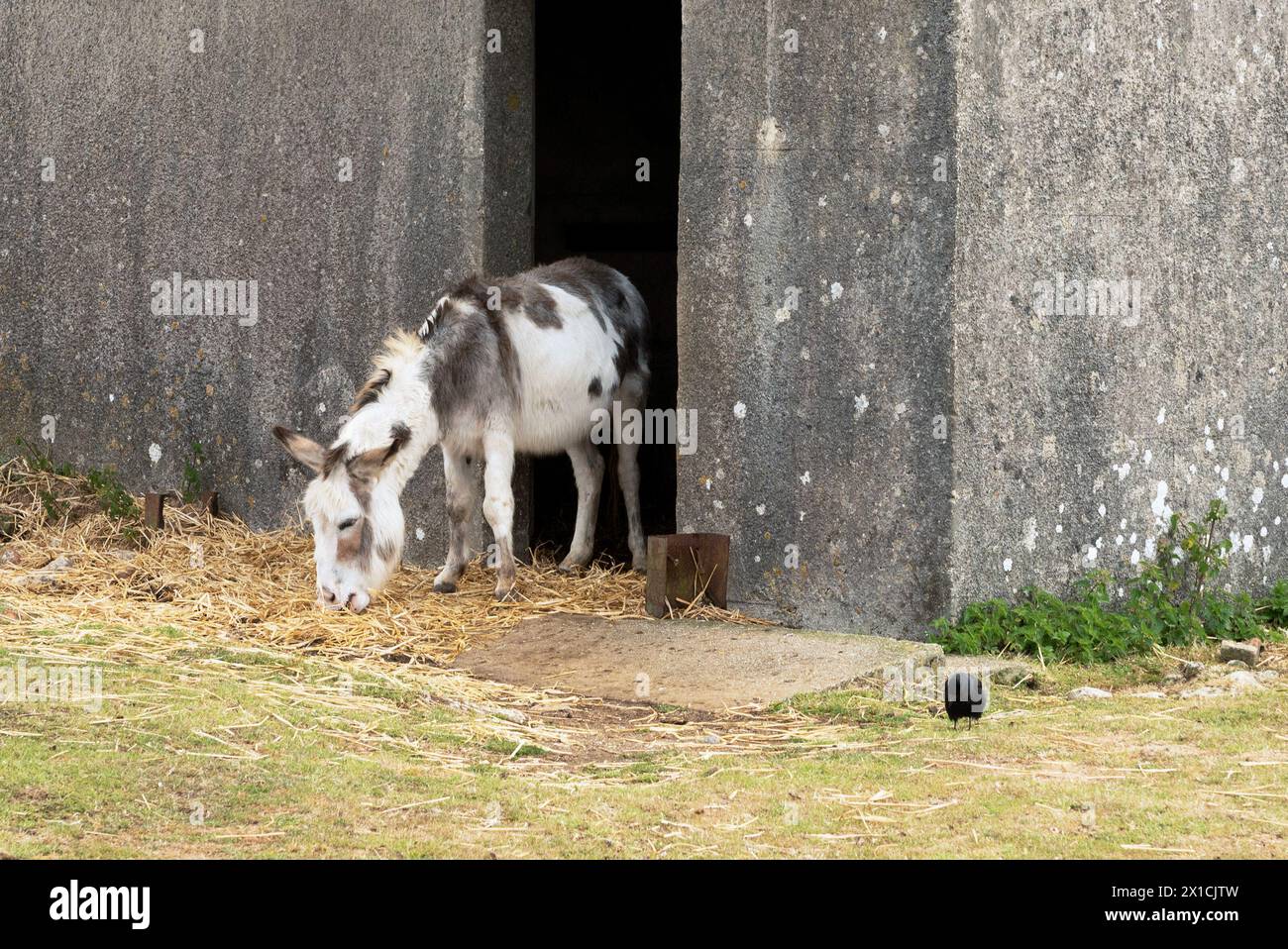 Donkey eating hay Stock Photo - Alamy