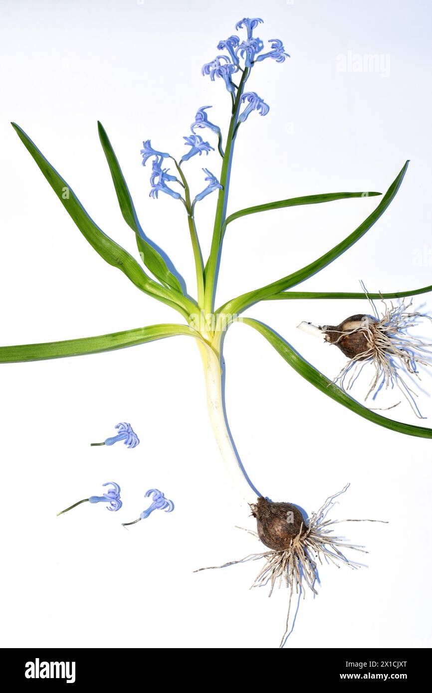 Herbarium. Hyacinth. The picture shows the flower stem, inflorescence ...