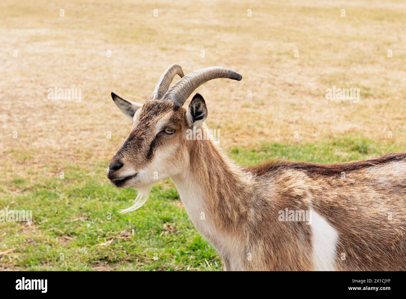 Close-up of horned goat Stock Photo - Alamy