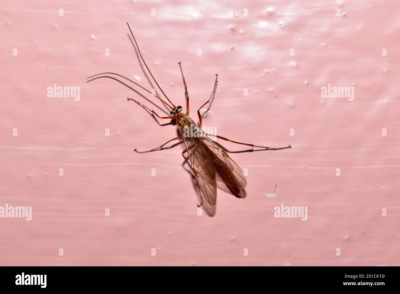 An insect called yellow Ophion, or yellow ichneumon parasitizes the ...