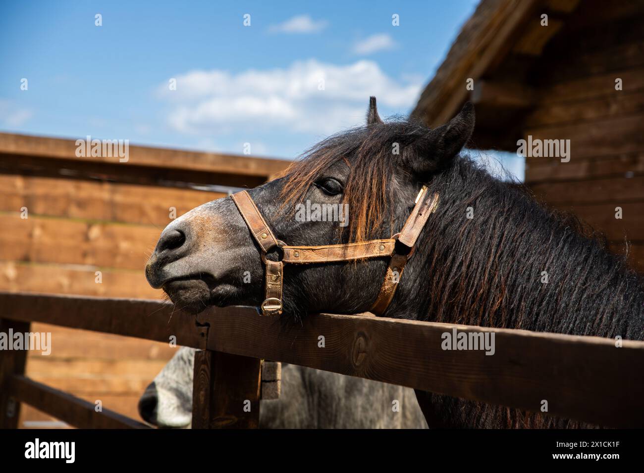 Portrait of a beautiful equestrian horse in the stable Stock Photo - Alamy