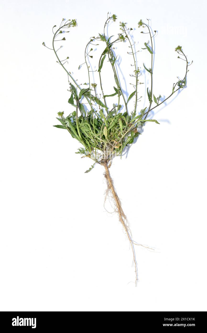 Shepherds purse plant, flowers, stem and root system Stock Photo - Alamy