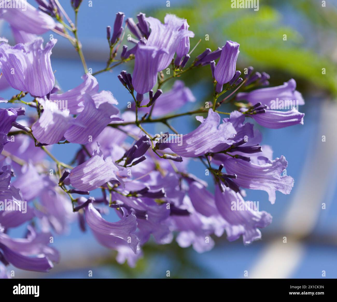 Flowers of blue jacaranda, Jacaranda mimosifolia Stock Photo - Alamy