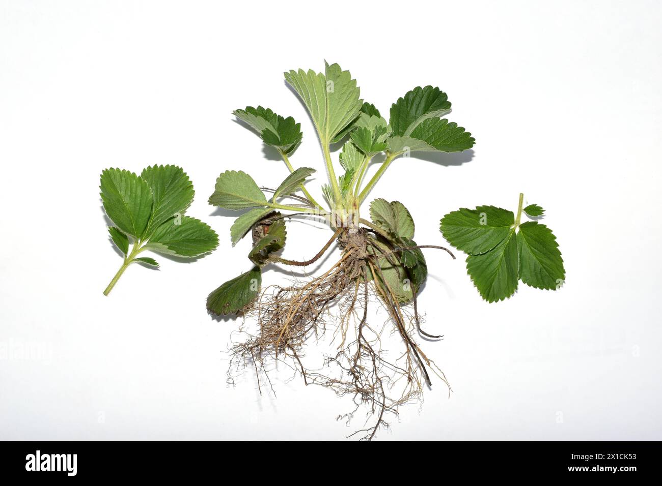 Strawberry bush, its green leaves and root system on a white background ...