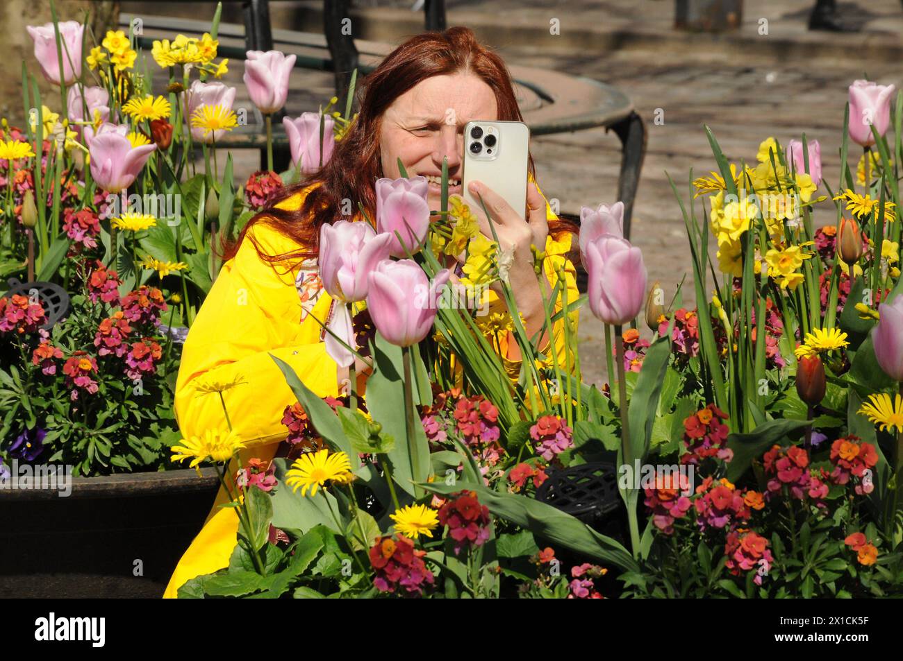 Copenhagen, Denmark /16 April 2024/ONLY FOR EDTORIAL USETulips flowers ...