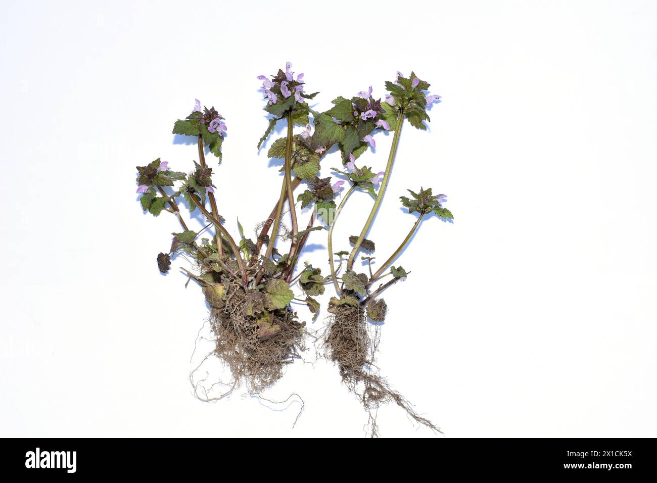 Herbarium. Purple lily bush, purple flowers, stem and root system Stock ...