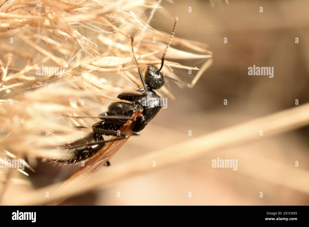 A winged female black ant hides in dry grass Stock Photo - Alamy