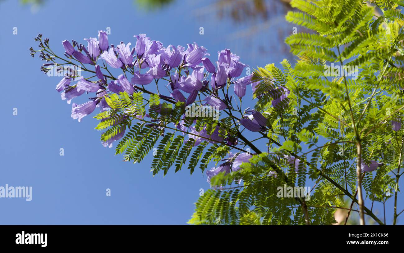 Flowers of blue jacaranda, Jacaranda mimosifolia Stock Photo - Alamy