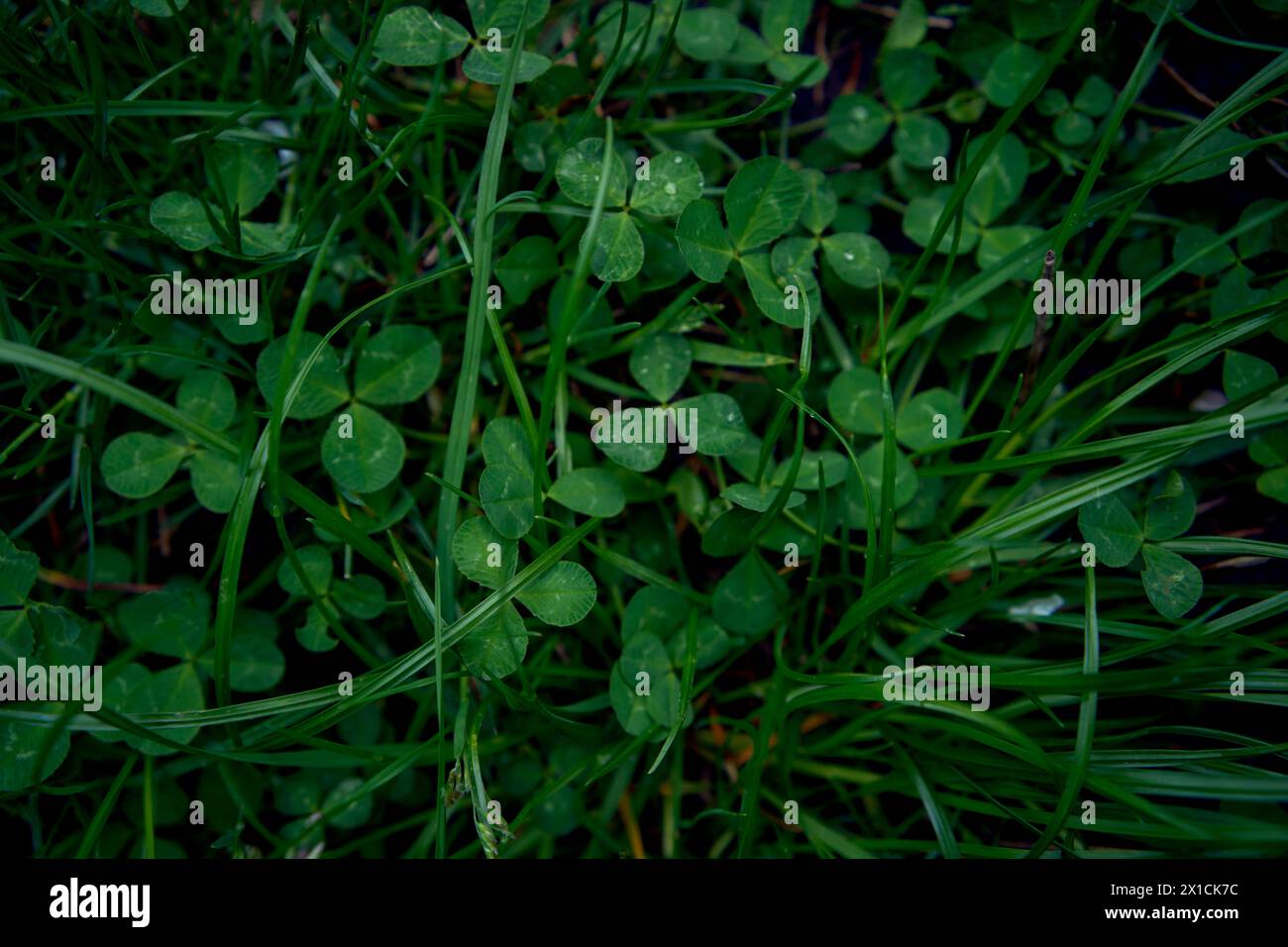 the clover leaves among the grass covered with raindrops, smartphone ...