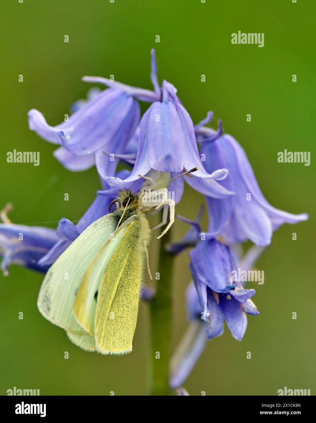 White Crab Spider hiding in a bluebell flower has caught a Small White ...