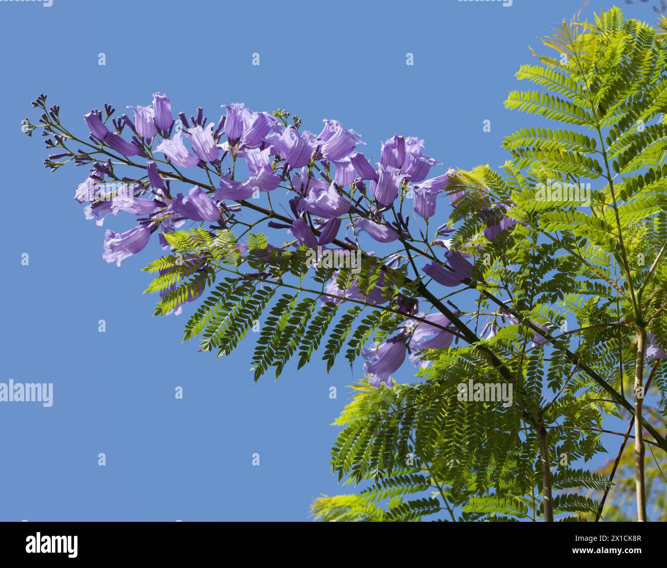 Flowers of blue jacaranda, Jacaranda mimosifolia Stock Photo - Alamy