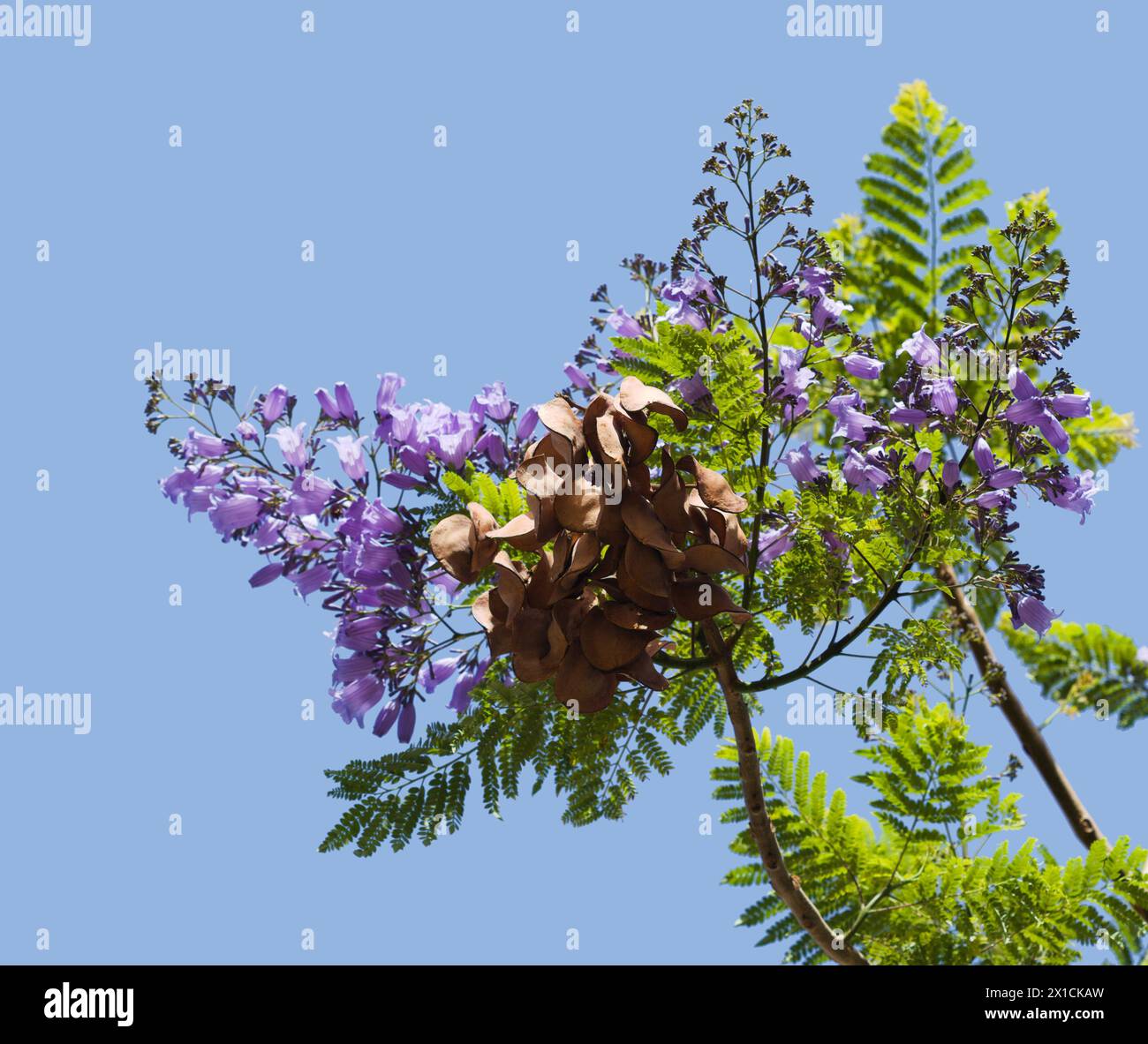 Flowers of blue jacaranda, Jacaranda mimosifolia Stock Photo - Alamy