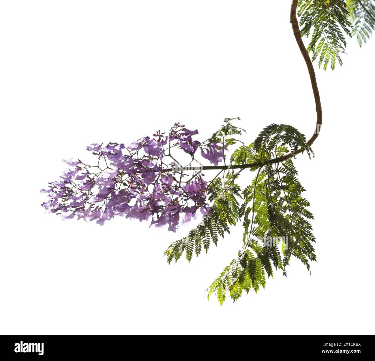 Flowers of blue jacaranda, Jacaranda mimosifolia Stock Photo - Alamy