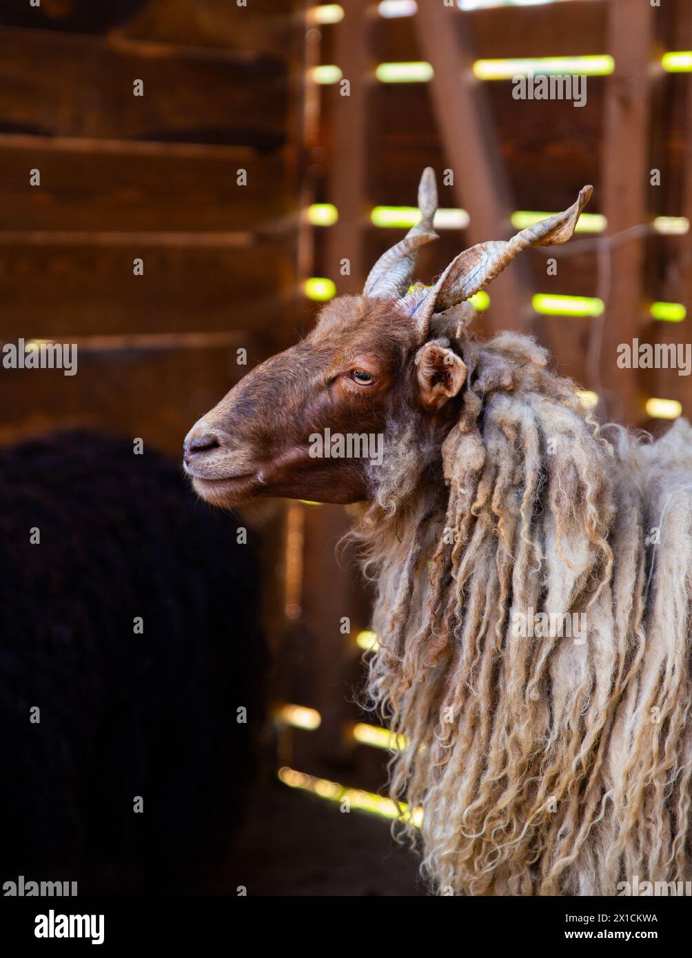 Rack sheep in the wooden stable Stock Photo - Alamy
