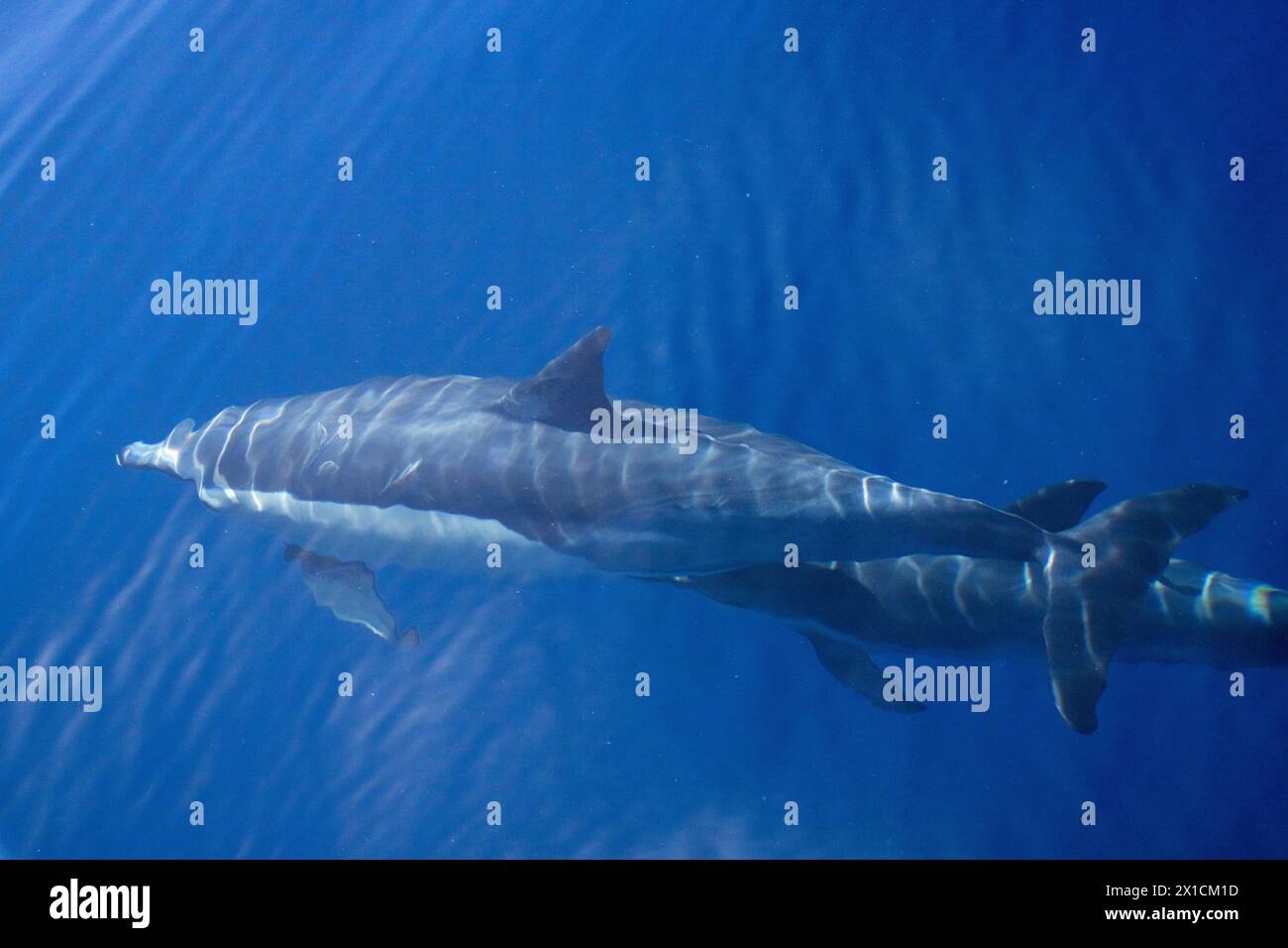 Acrobatic Common Dolphins (Delphinus Delphis) in the Hauraki Gulf ...