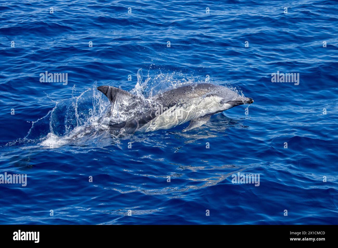 Acrobatic Common Dolphins (Delphinus Delphis) in the Hauraki Gulf ...