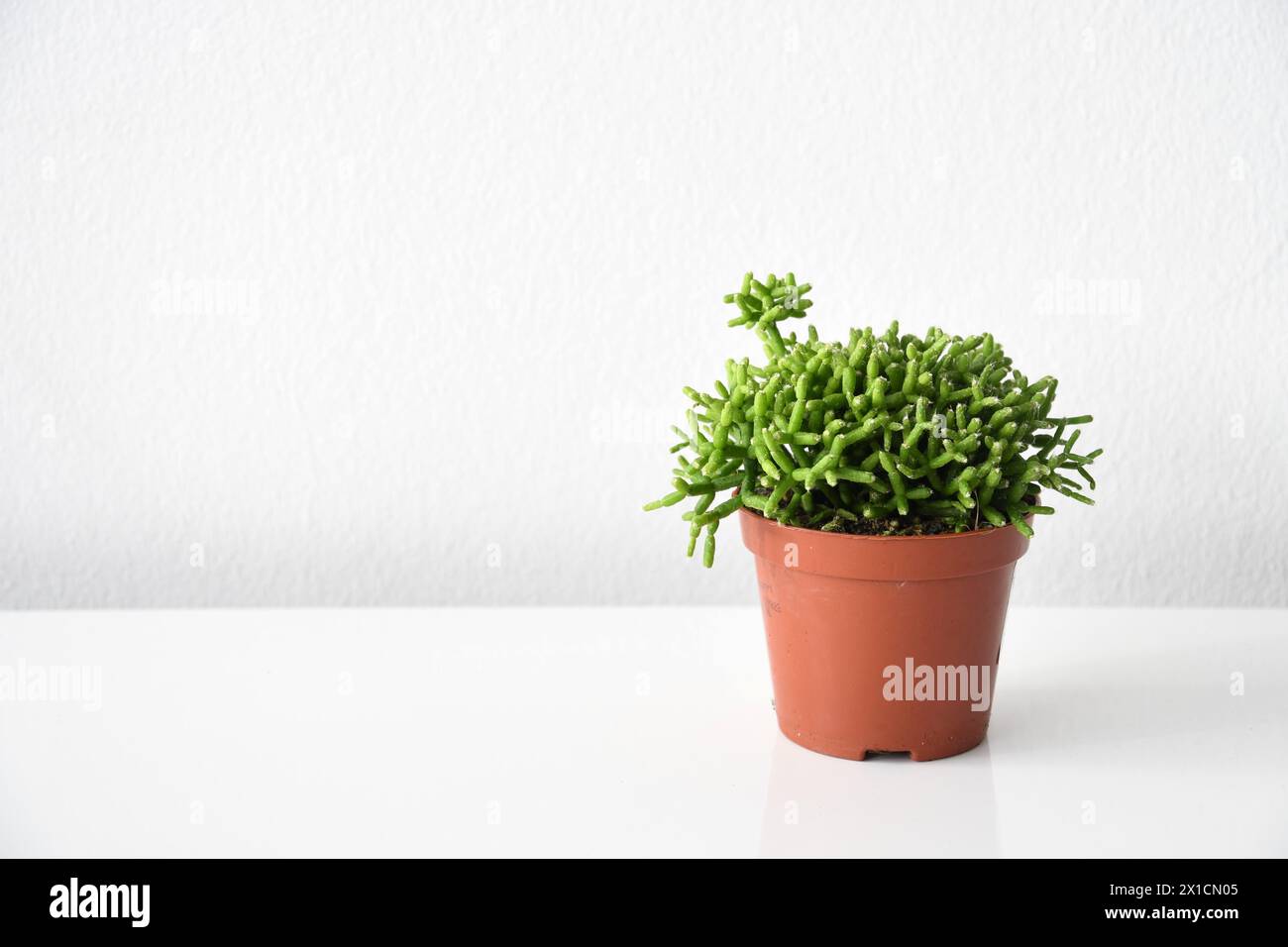 Rhipsalis cereuscula, aka coral or rice cactus, succulent houseplant ...