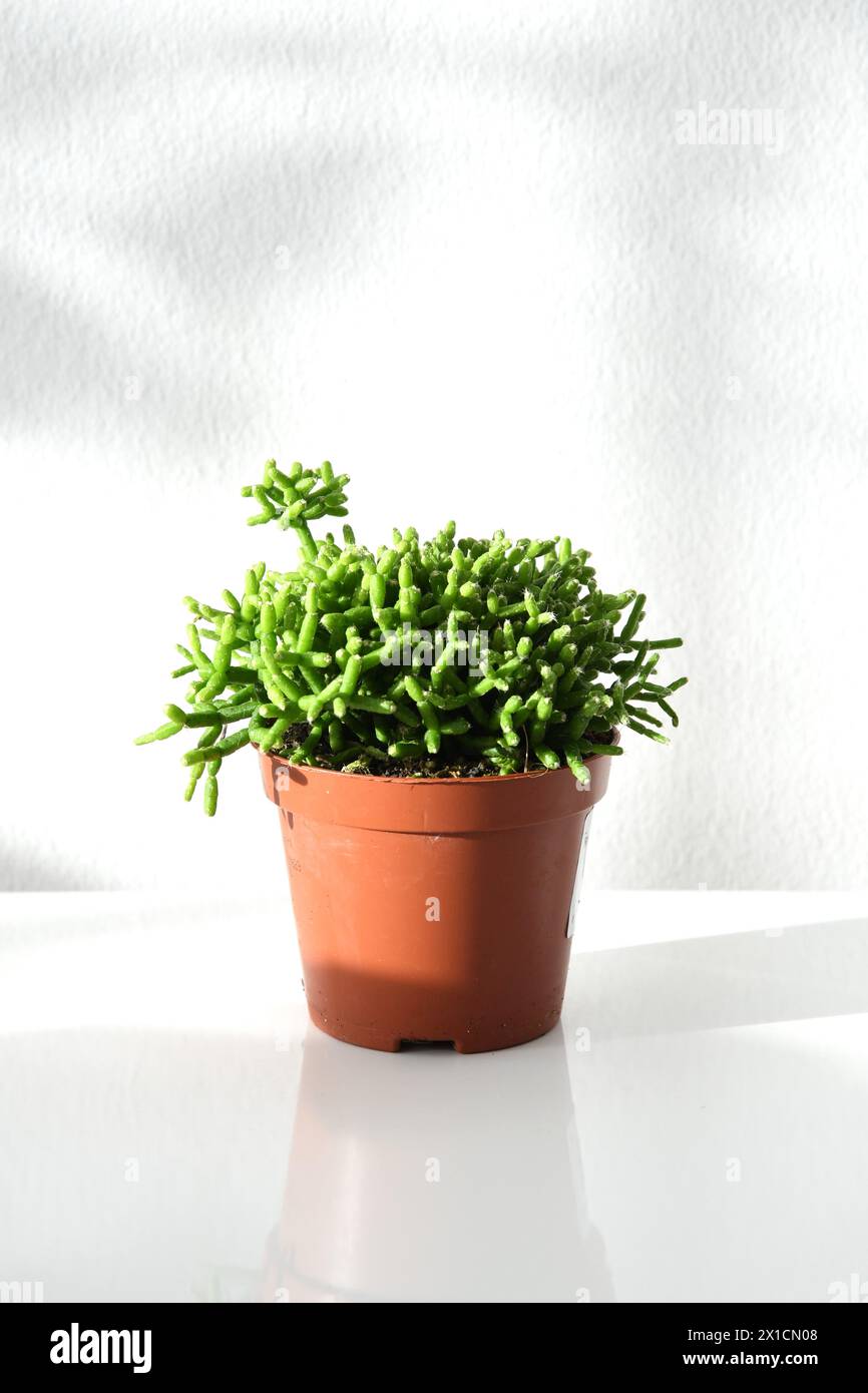 Rhipsalis hi-res stock photography and images - Alamy