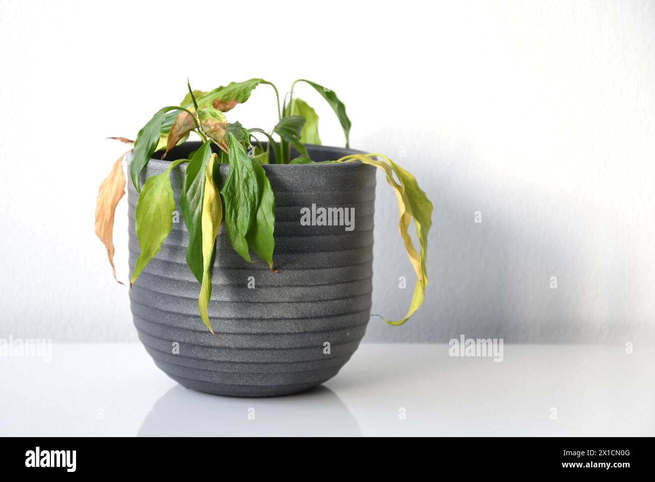 Peace lily (Spathiphyllum) with withering and drooping leaves which ...