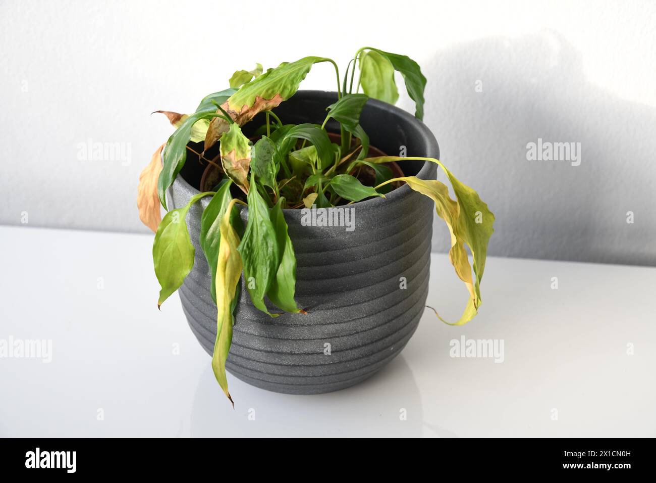Peace lily (Spathiphyllum) with withering and drooping leaves which ...