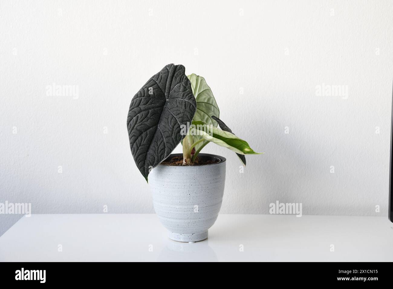 Alocasia rugosa or Alocasia melo, houseplant with thick textured leaves ...