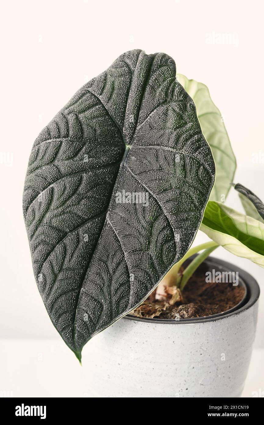 Alocasia rugosa or Alocasia melo, houseplant with thick textured leaves ...