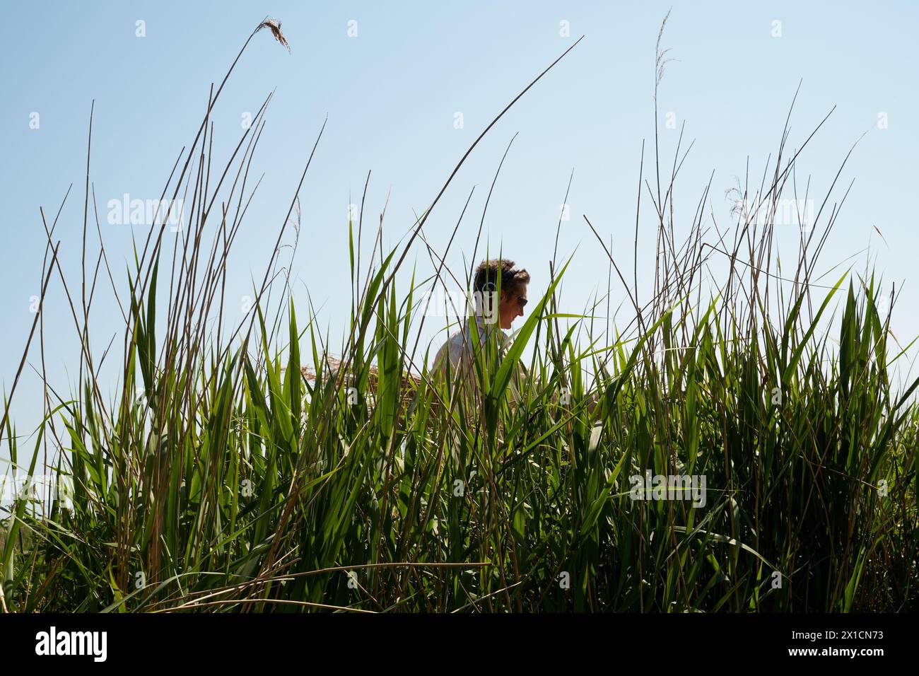 A Reedcutter carrying on the traditional Norfolk Broads occupation of ...