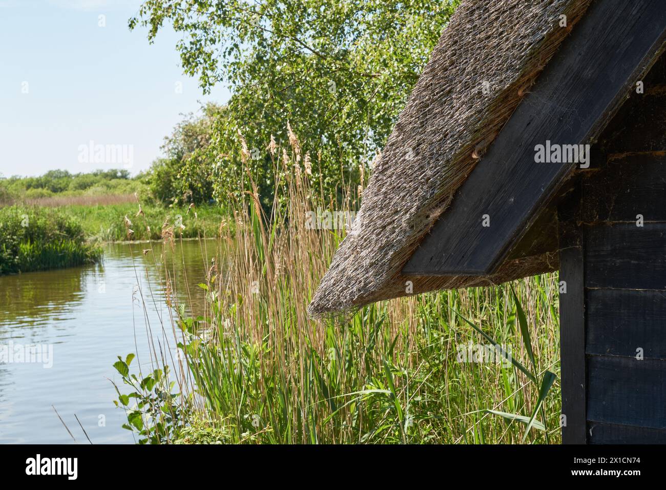 Reedbed norfolk hi-res stock photography and images - Alamy