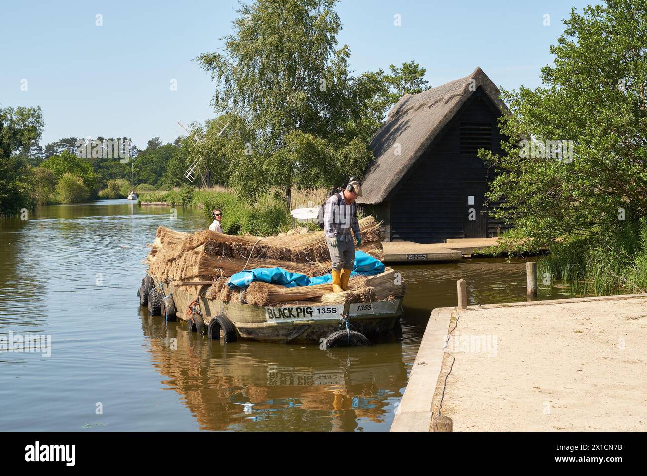Reedcutters transporting reed bundles in a traditional Norfolk Broads ...