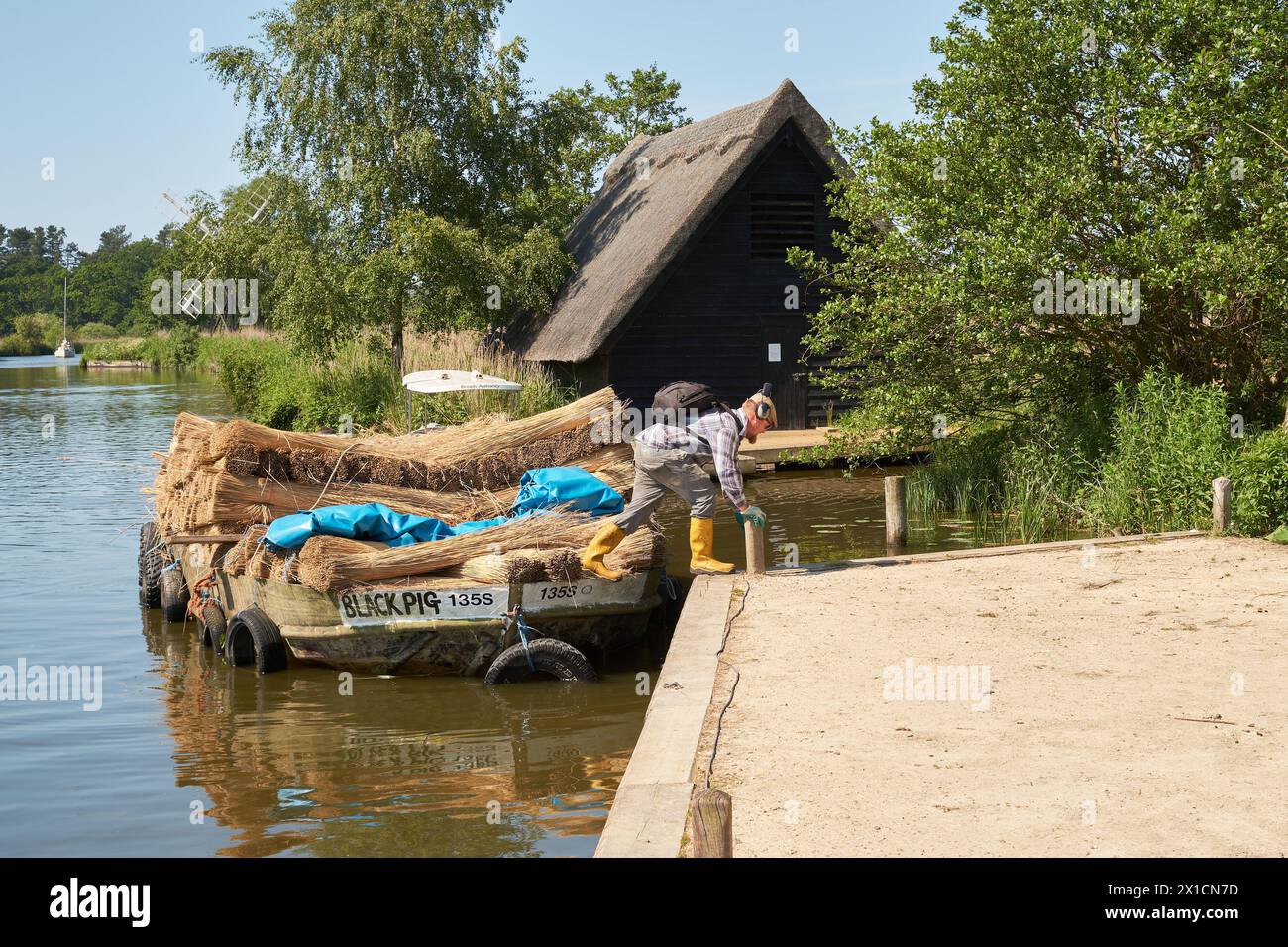 Reedcutters transporting reed bundles in a traditional Norfolk Broads ...