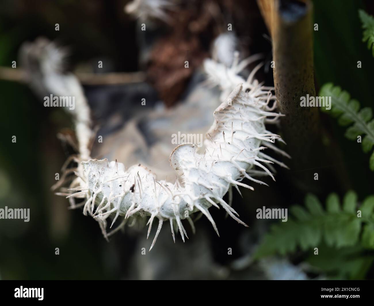 Peltigera species hi-res stock photography and images - Alamy